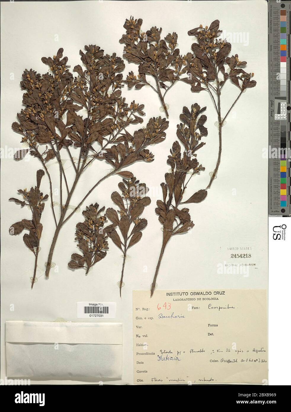 Baccharis sp Baccharis sp Stock Photo - Alamy