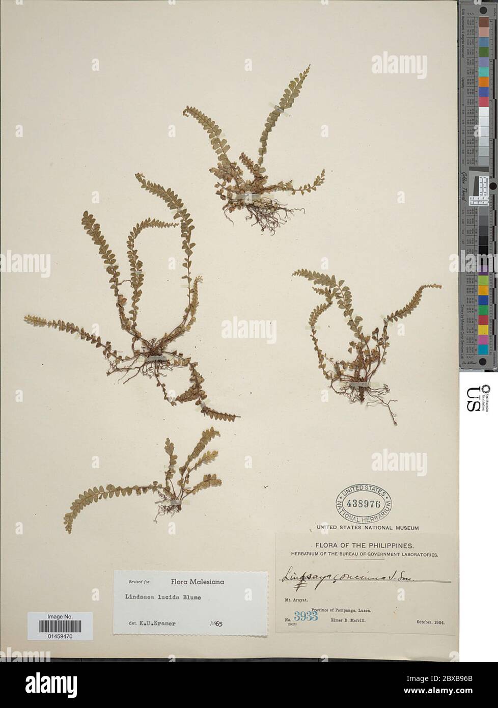 Lindsaea hi-res stock photography and images - Alamy