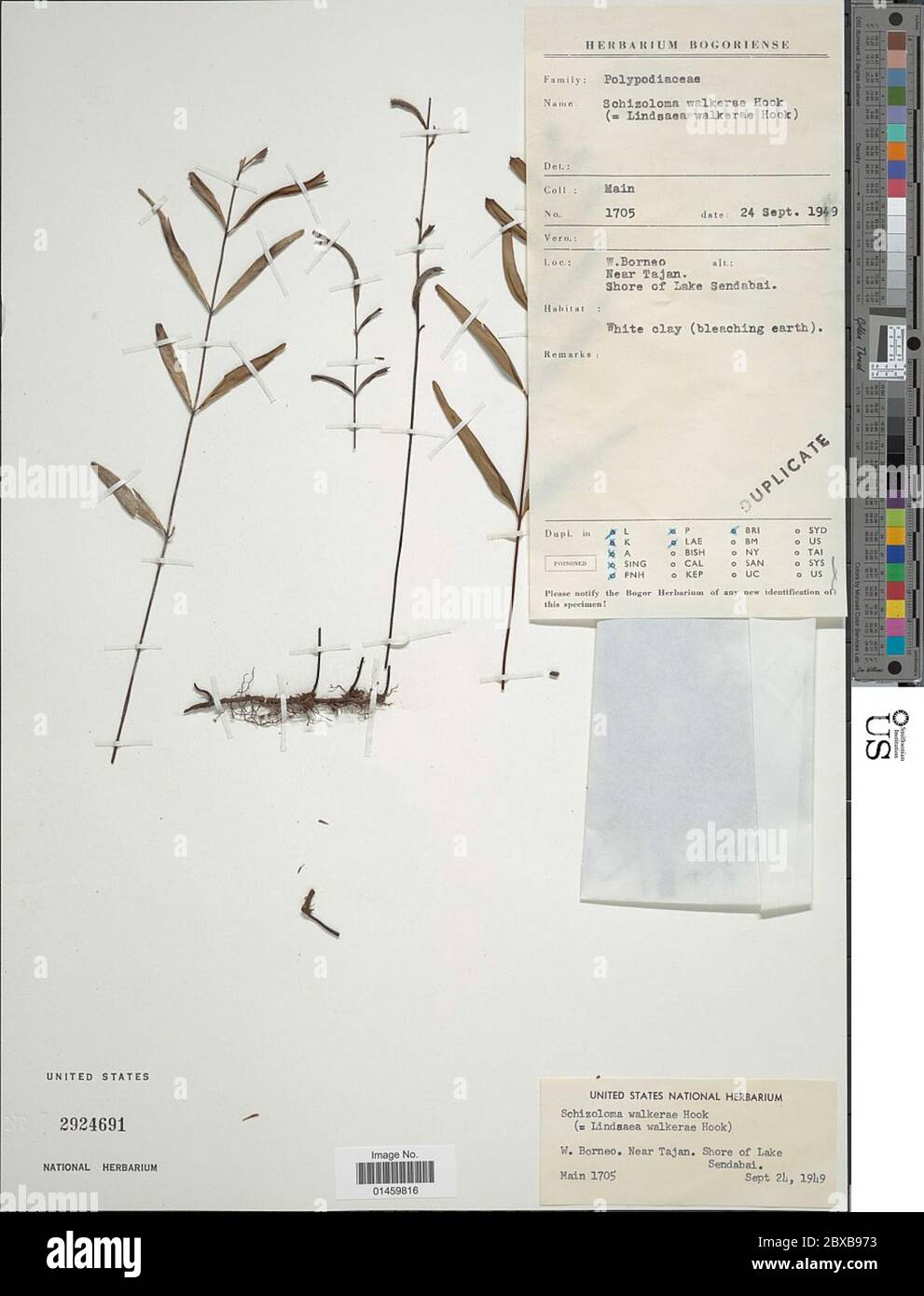 Lindsaea walkerae Hosok Lindsaea walkerae Hosok Stock Photo - Alamy