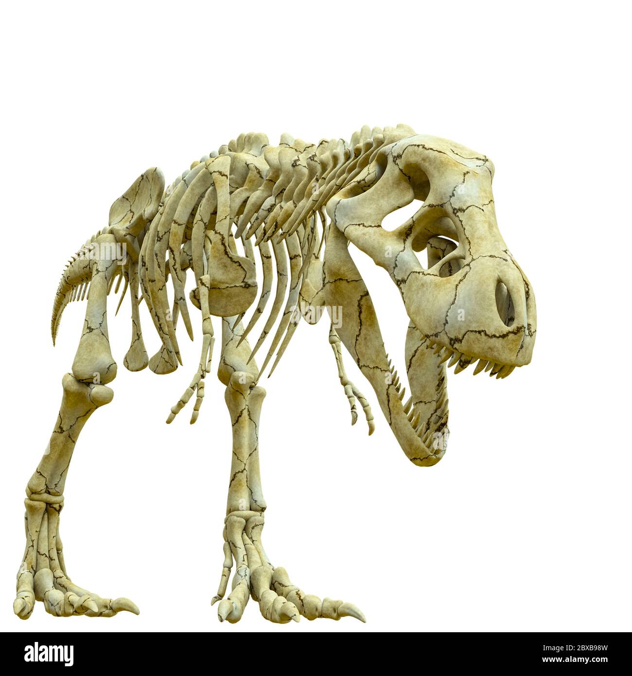 tyrannosaur skeleton eating pose, 3d illustration Stock Photo - Alamy
