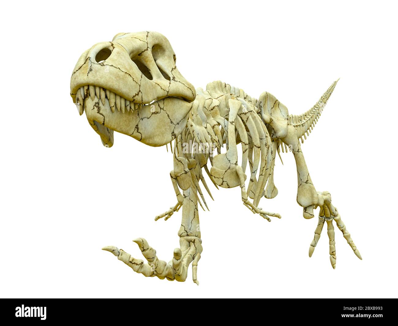 tyrannosaur skeleton fast run, 3d illustration Stock Photo - Alamy