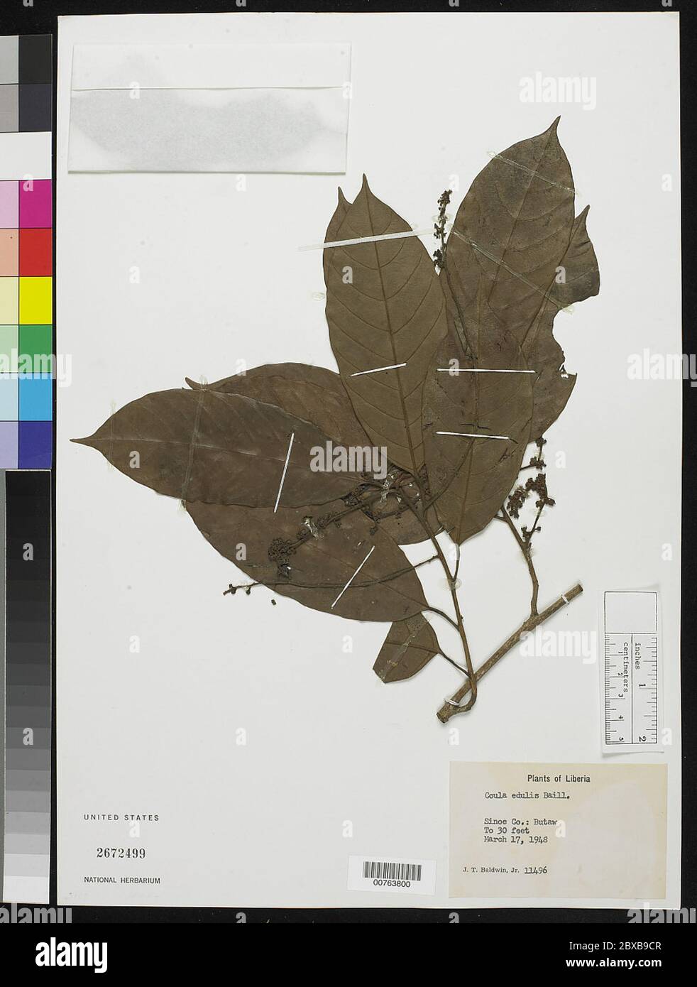 Coula edulis Baill Coula edulis Baill Stock Photo - Alamy