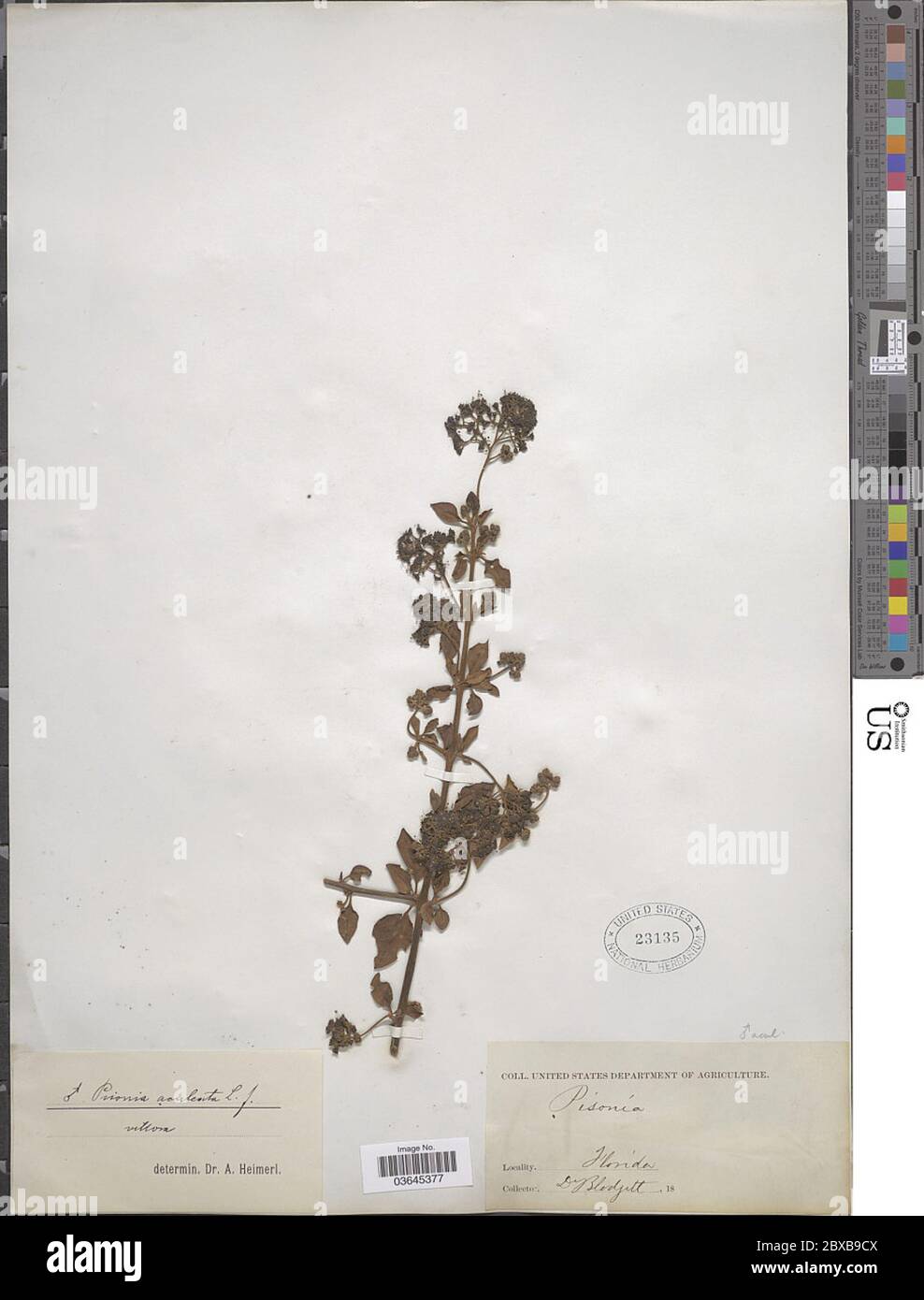 Pisonia aculeata hi-res stock photography and images - Alamy