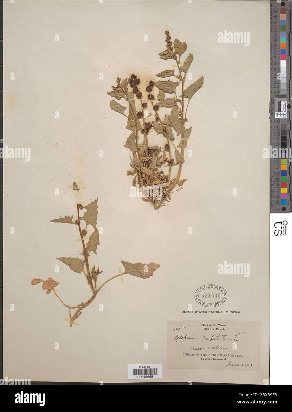 Blitum capitatum hi-res stock photography and images - Alamy