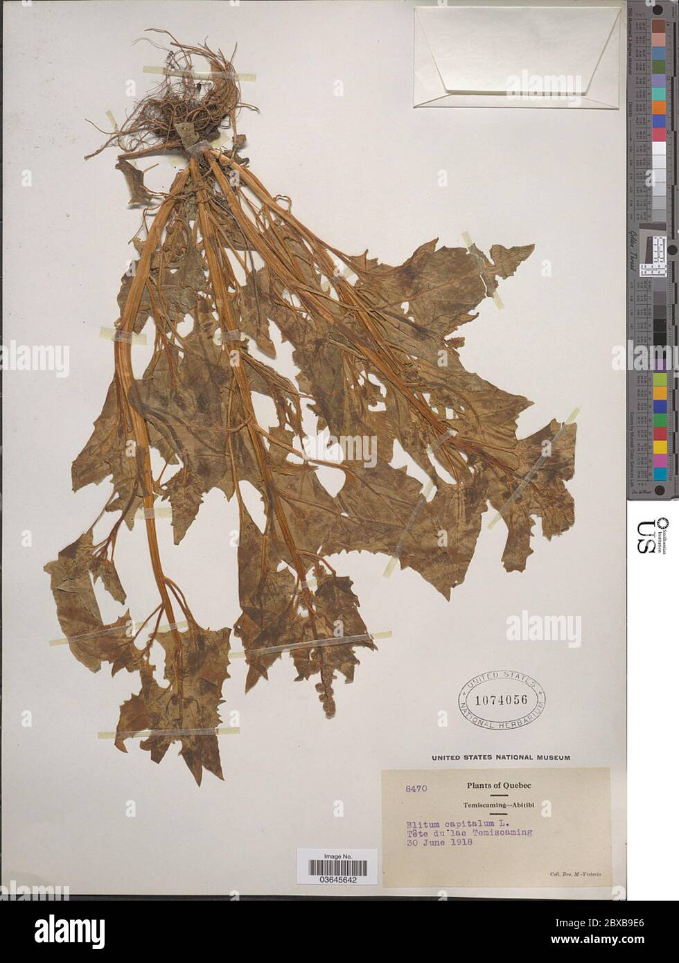 Blitum capitatum hi-res stock photography and images - Alamy