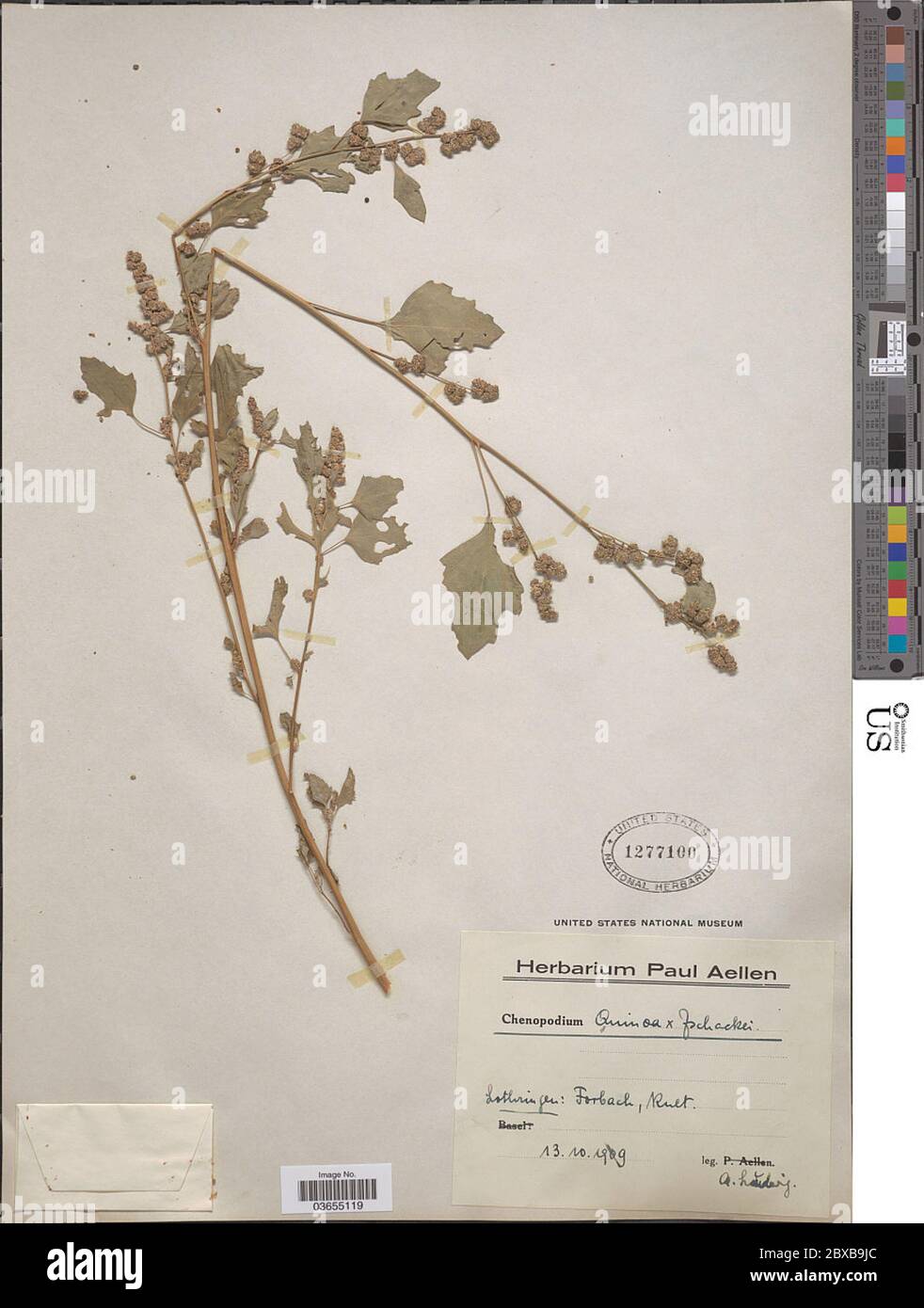 Chenopodium quinoa Chenopodium quinoa Stock Photo - Alamy