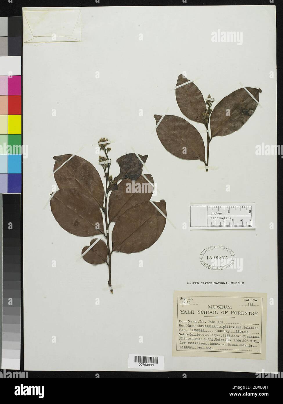 Sol ellipticus hi-res stock photography and images - Alamy