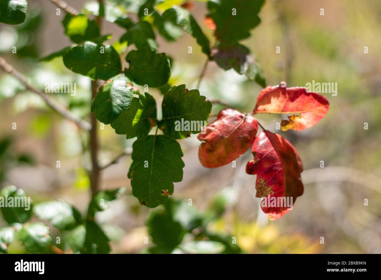 There are several hiking trails in Valley Vista Regional Park in Yolo ...