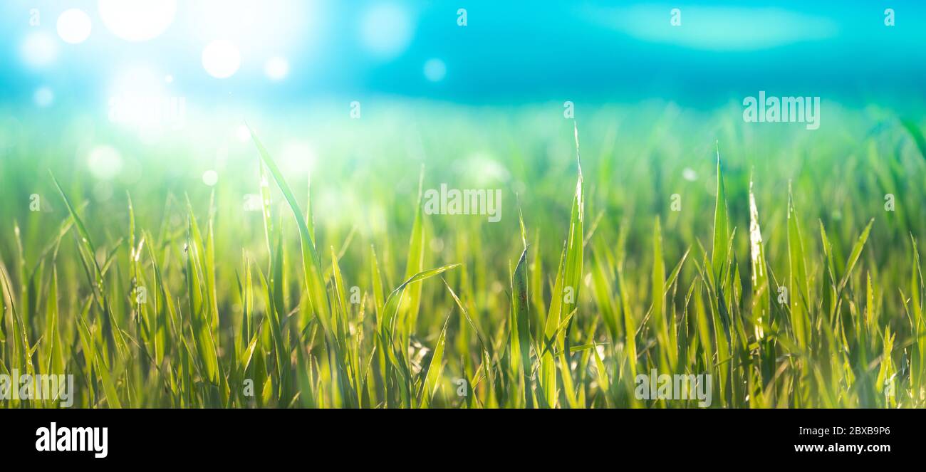Early morning wheat field with bokeh effect Stock Photo - Alamy