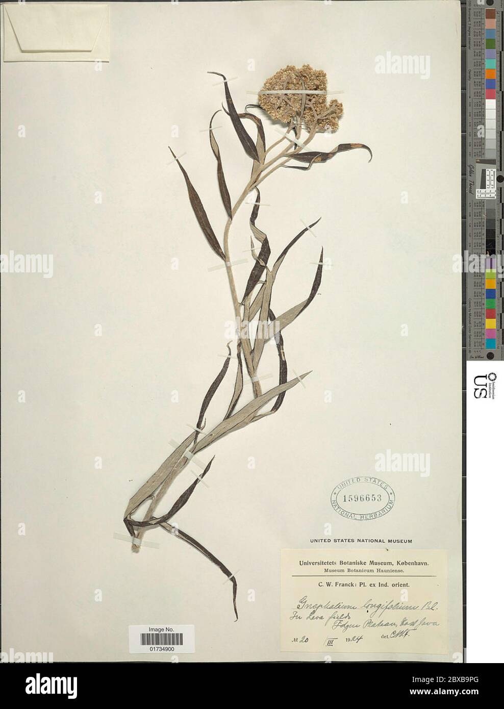 Anaphalis longifolia Blume DC Anaphalis longifolia Blume DC Stock Photo ...