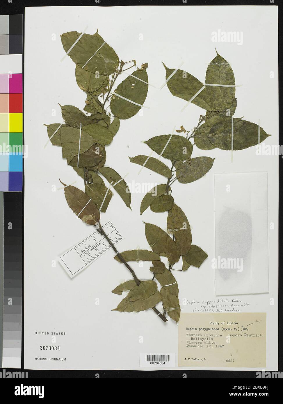 Baphia capparidifolia Baker Baphia capparidifolia Baker Stock Photo - Alamy