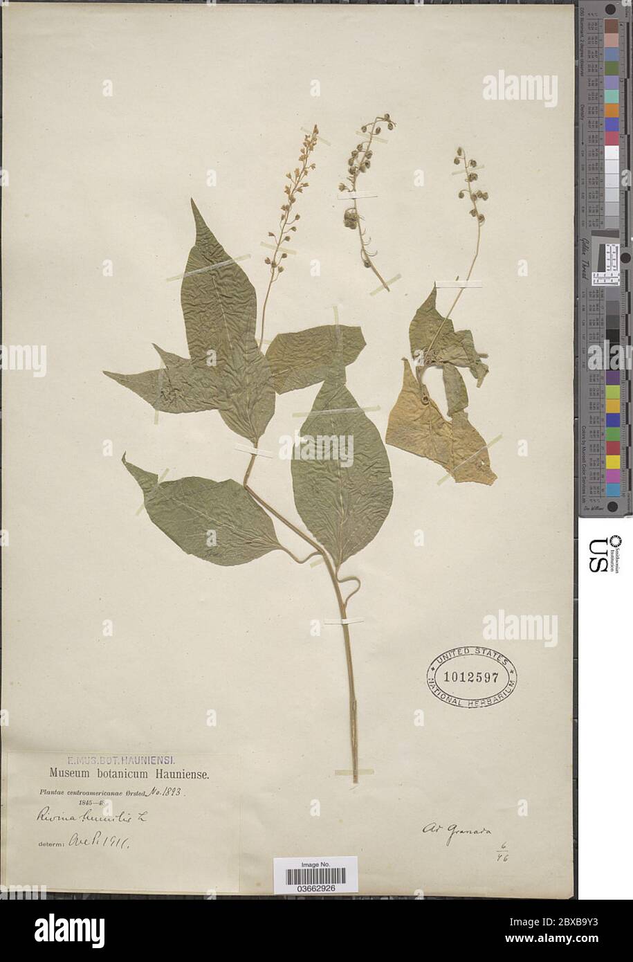 Rivina humilis l hi-res stock photography and images - Alamy