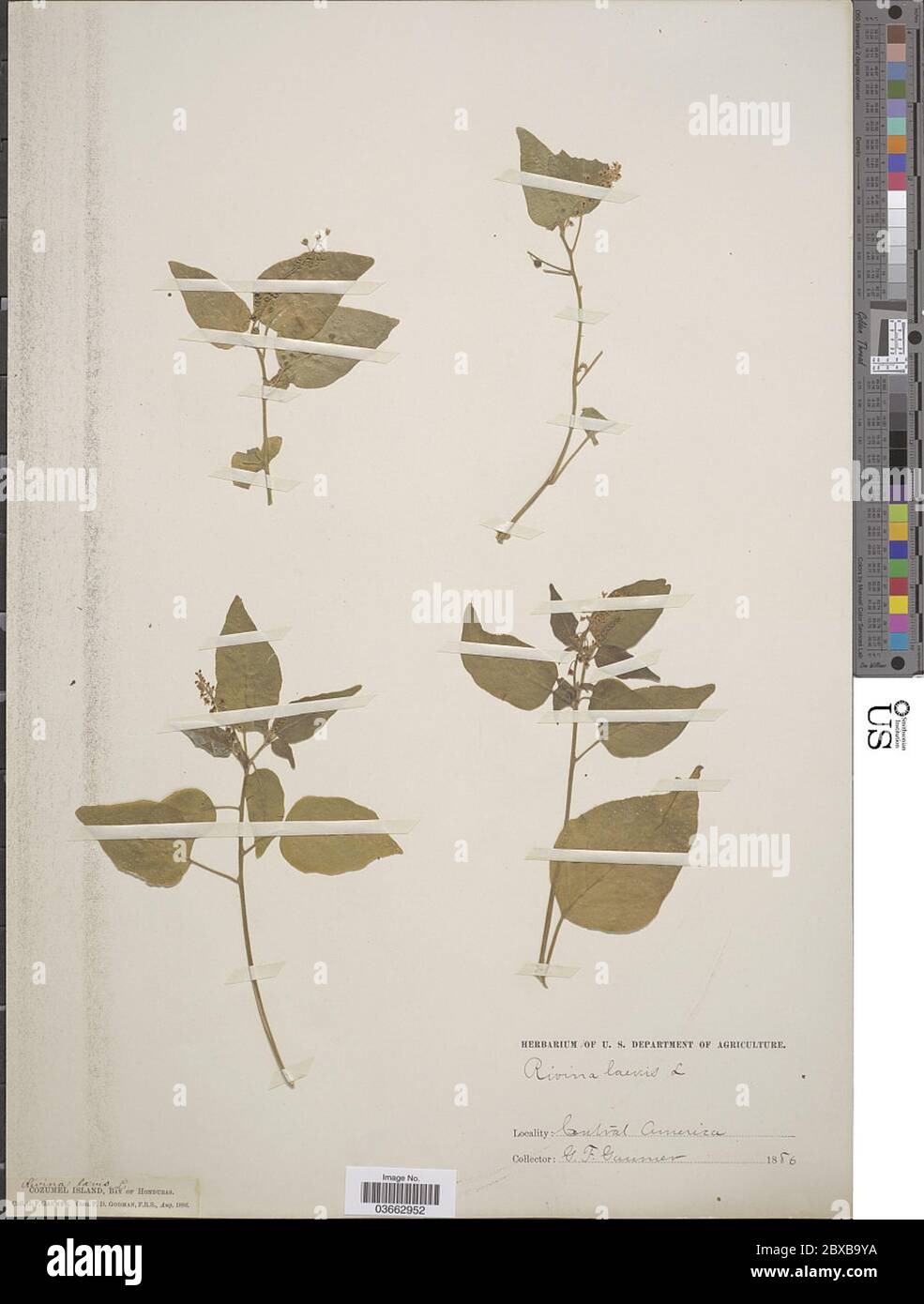 Rivina humilis l hi-res stock photography and images - Alamy