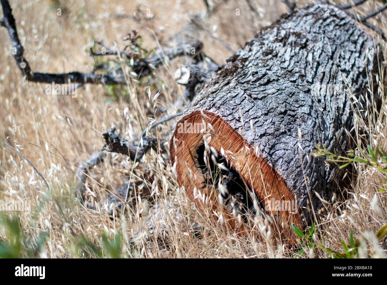 There are several hiking trails in Valley Vista Regional Park in Yolo ...