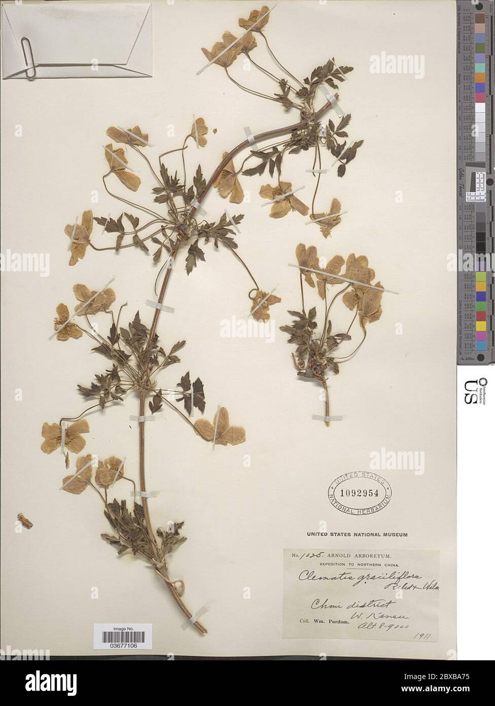 Clematis gracilifolia Rehder EH Wilson in Sarg Clematis gracilifolia ...