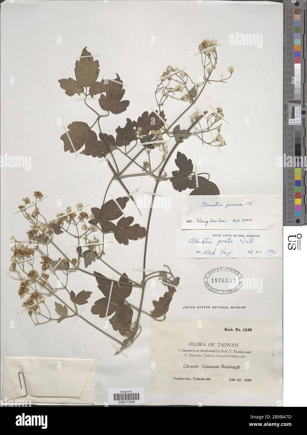 Clematis flowers climbing plant hi-res stock photography and images - Alamy