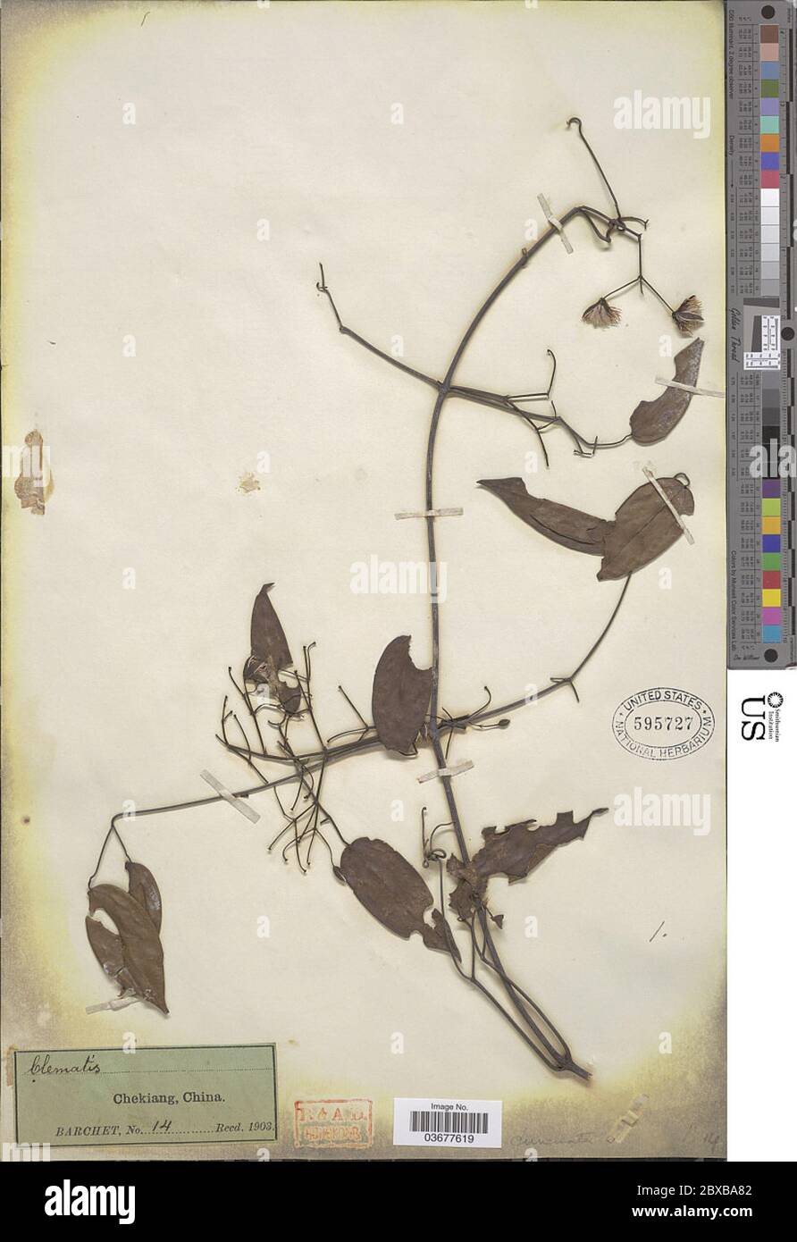 Clematis uncinata Champ ex Benth Clematis uncinata Champ ex Benth Stock ...