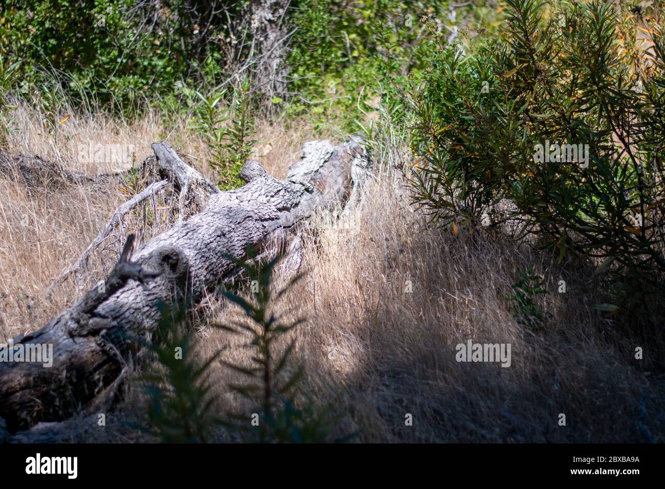 There are several hiking trails in Valley Vista Regional Park in Yolo ...