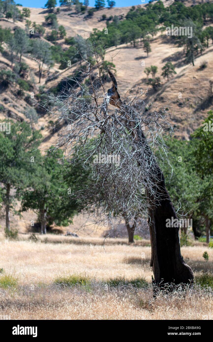 There are several hiking trails in Valley Vista Regional Park in Yolo ...