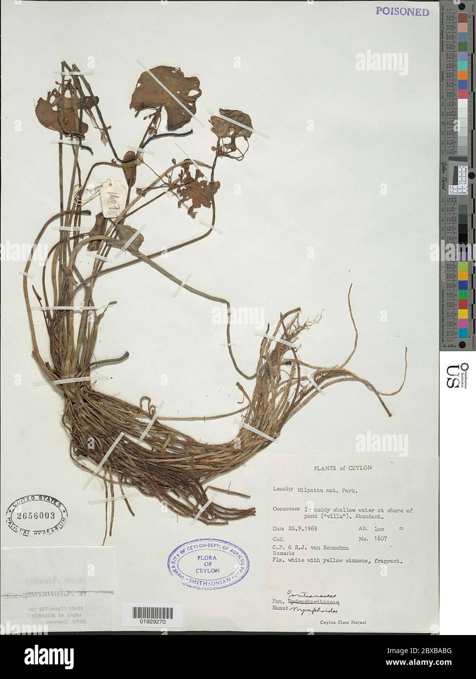 Nymphoides sp Nymphoides sp Stock Photo - Alamy