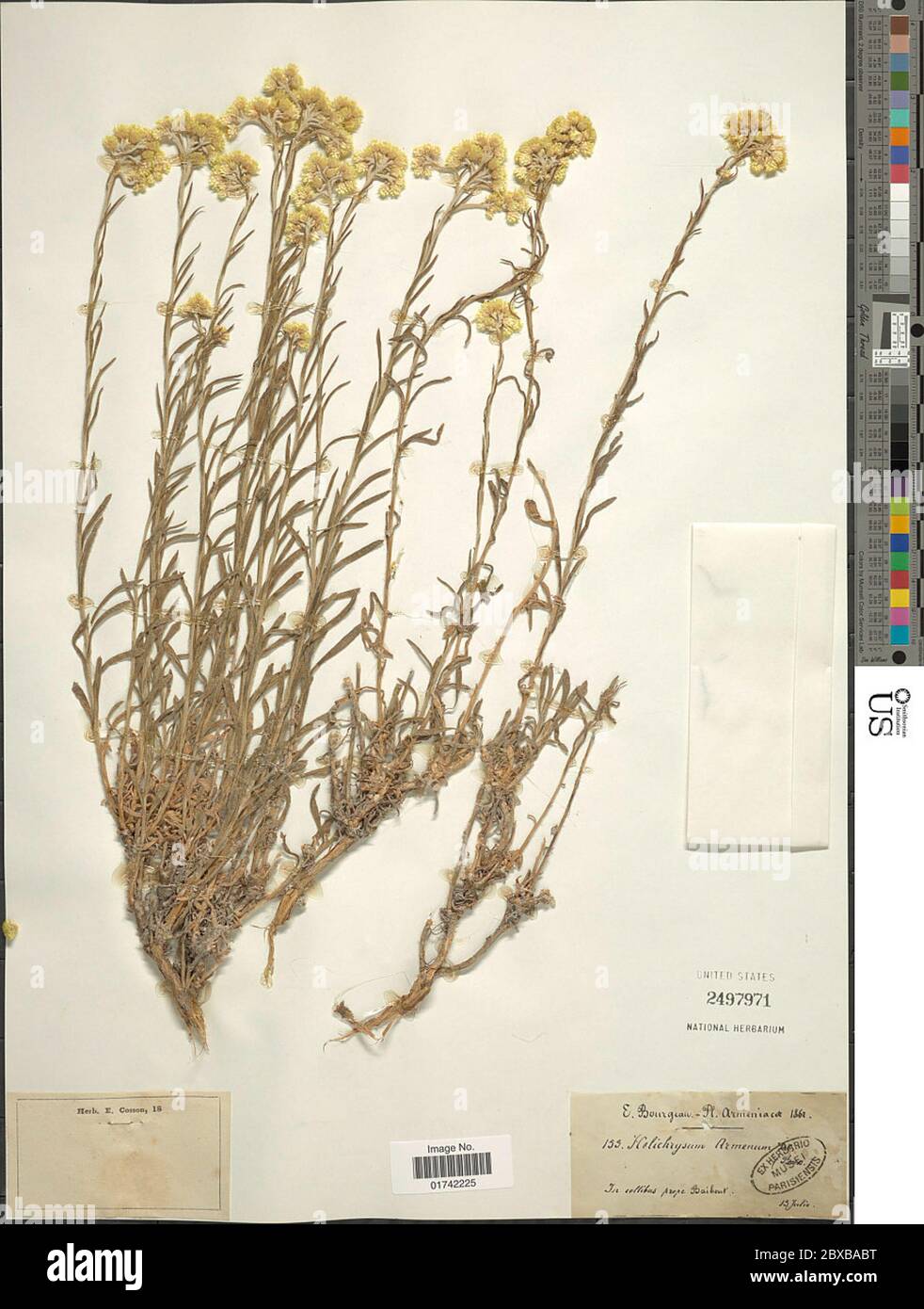Helichrysum armenium DC Helichrysum armenium DC Stock Photo - Alamy