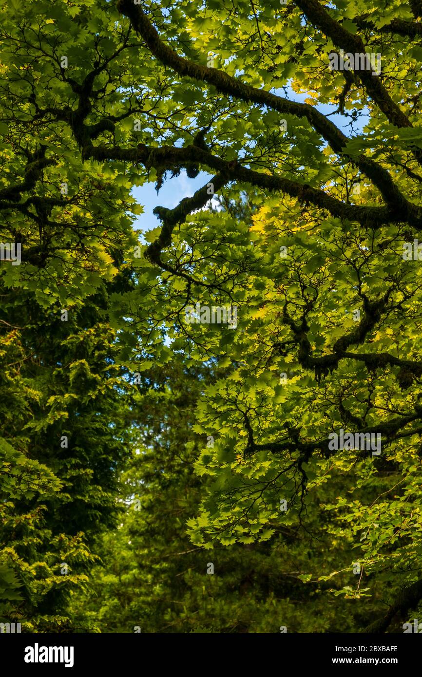 Summer leaves hi-res stock photography and images - Alamy