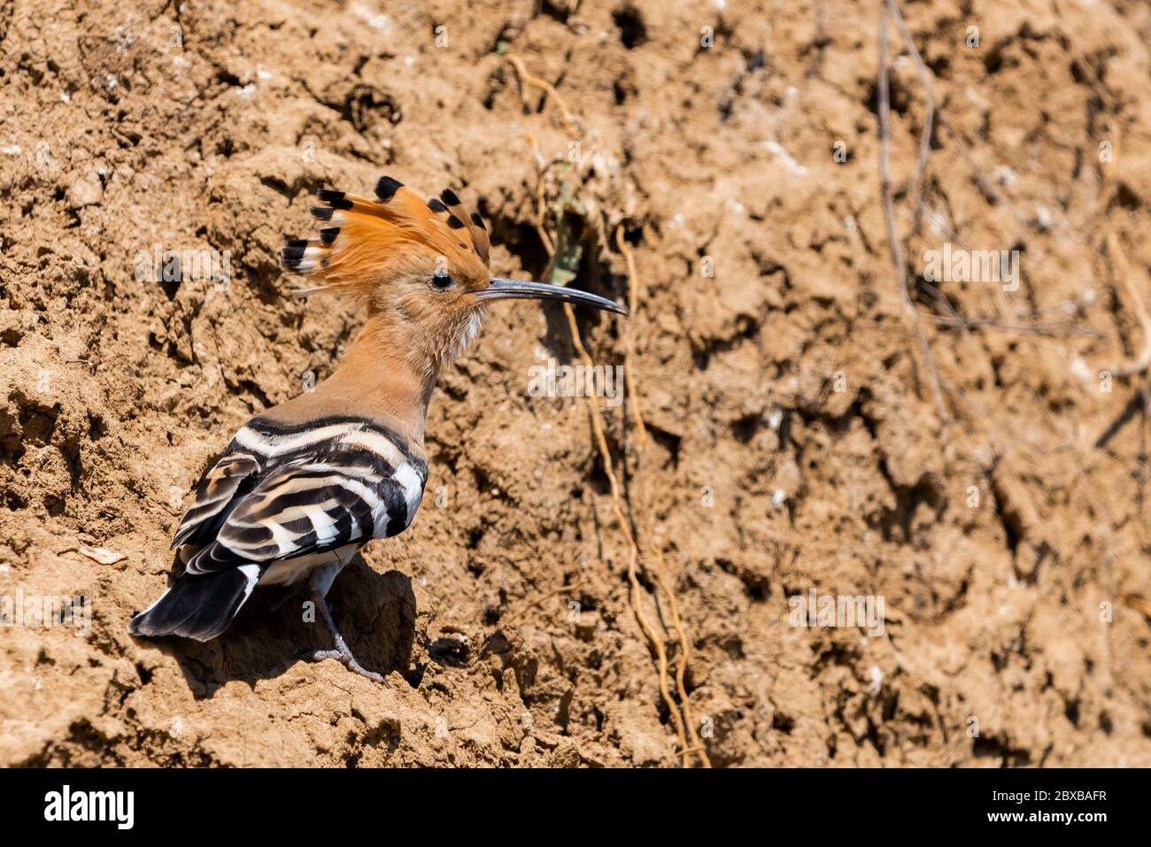 Eurasian Hoopoe or Common Hoopoe or Upupa epops the beautiful brown ...