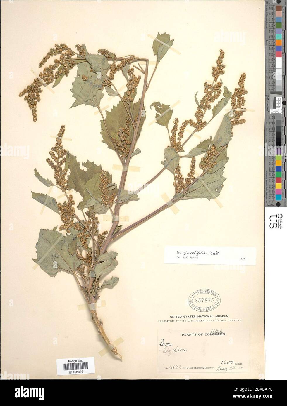 Iva xanthifolia Nutt Iva xanthifolia Nutt Stock Photo - Alamy