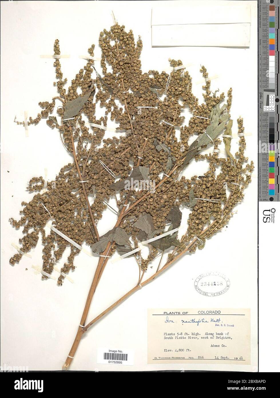 Iva xanthifolia Nutt Iva xanthifolia Nutt Stock Photo - Alamy