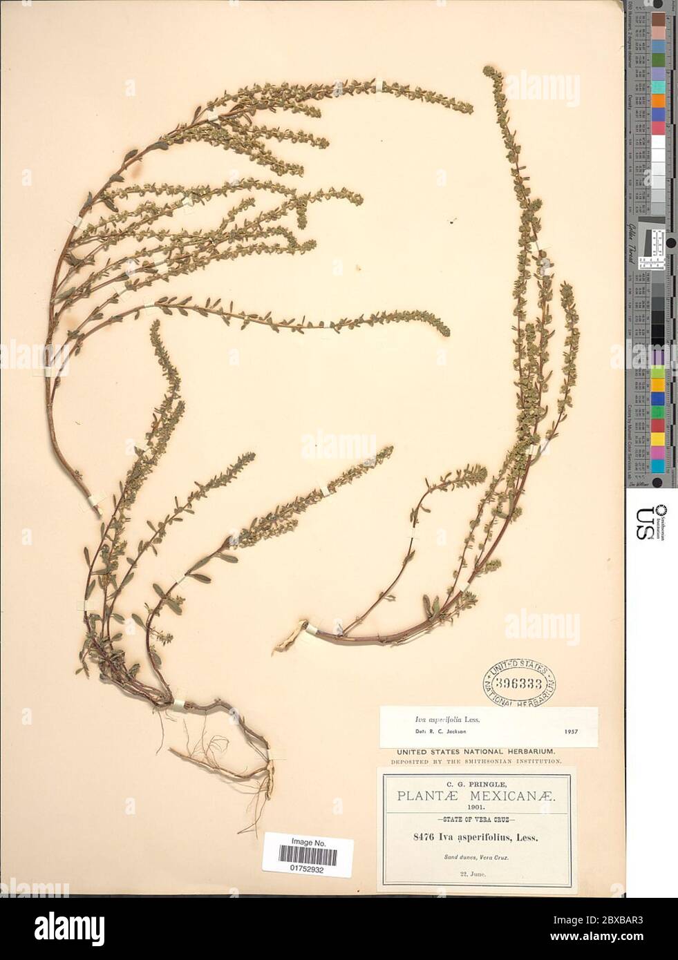 Iva aperifolia Less Iva aperifolia Less Stock Photo - Alamy