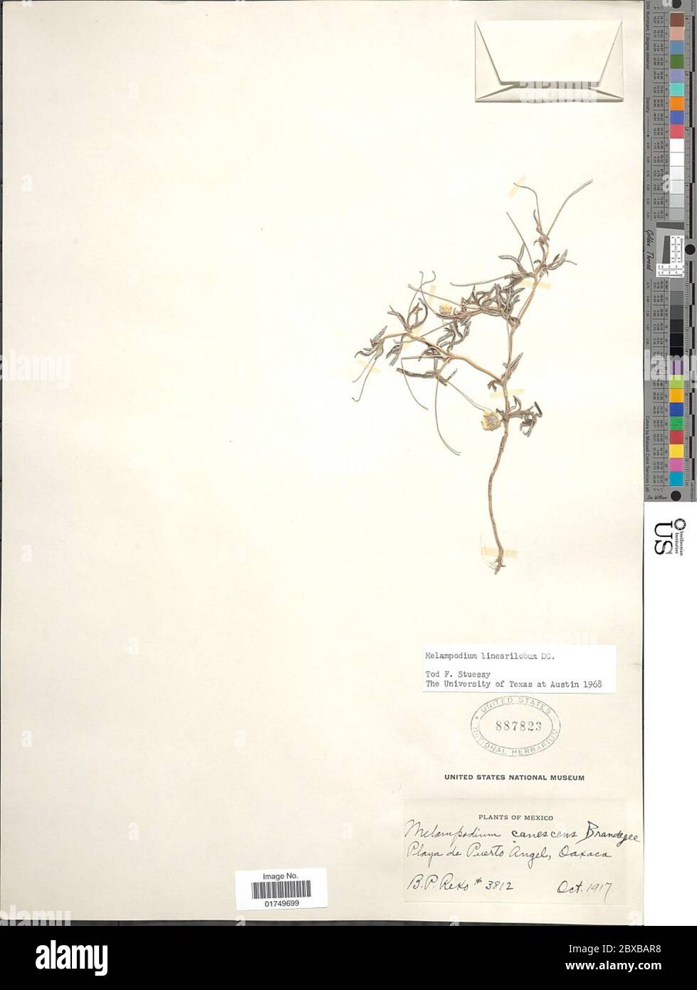 Melampodium linearilobum DC Melampodium linearilobum DC Stock Photo - Alamy