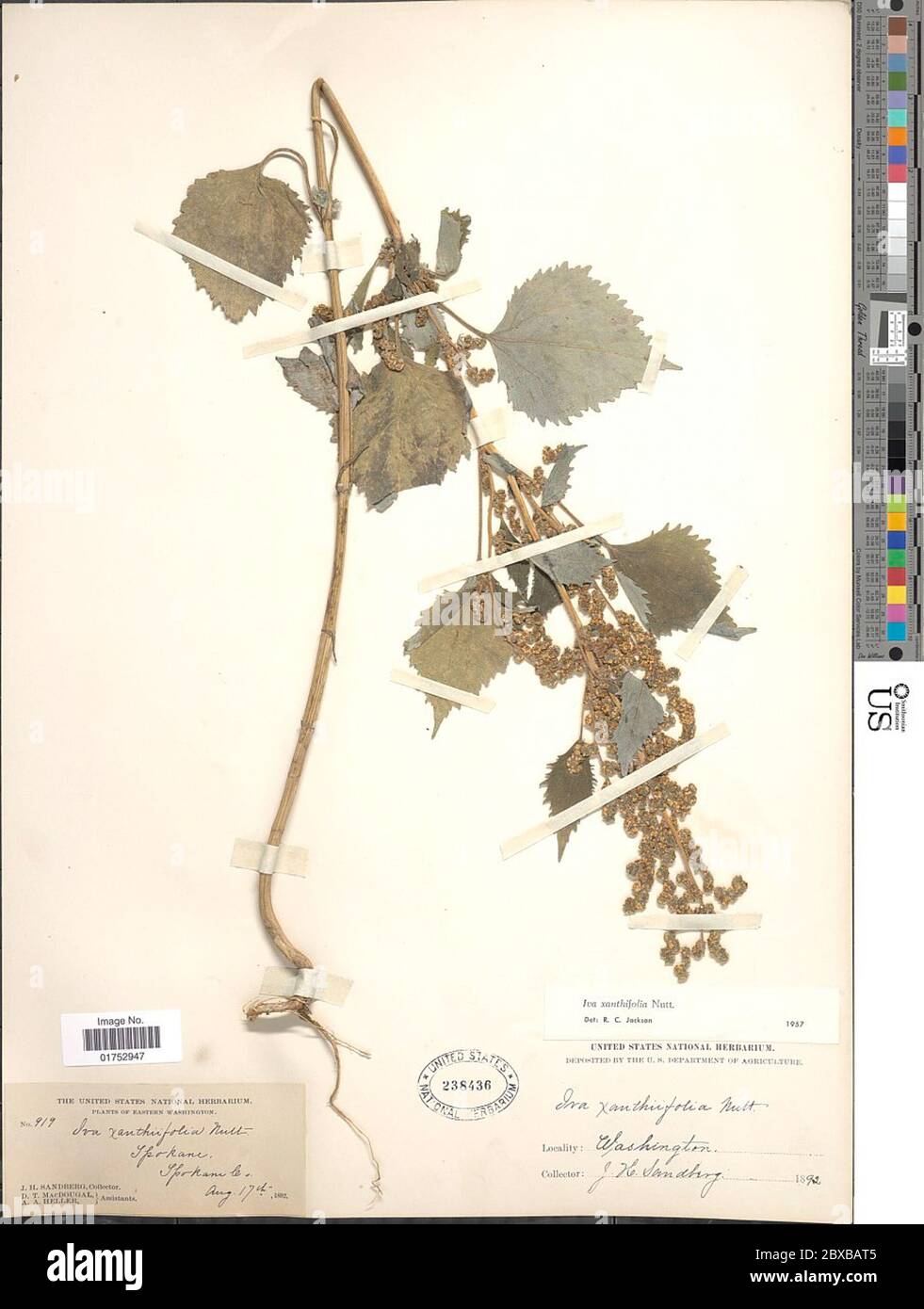 Iva xanthifolia Nutt Iva xanthifolia Nutt Stock Photo - Alamy