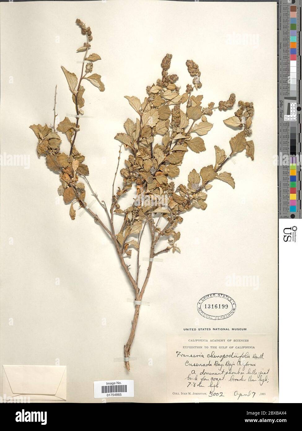 Franseria chenopodiifolia Benth Franseria chenopodiifolia Benth Stock ...