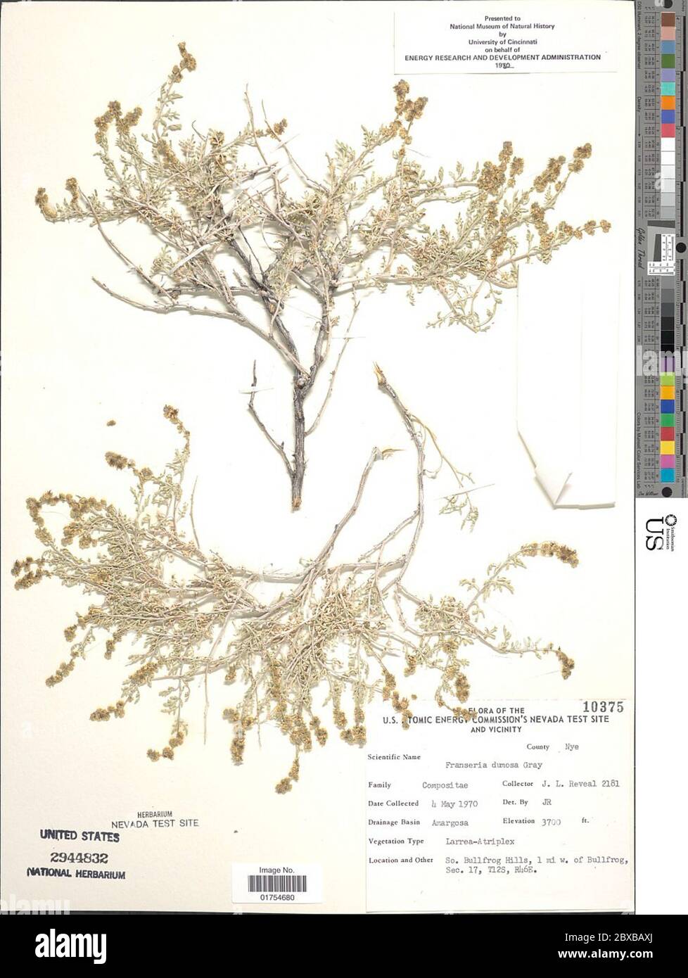 Franseria dumosa A Gray Franseria dumosa A Gray Stock Photo - Alamy