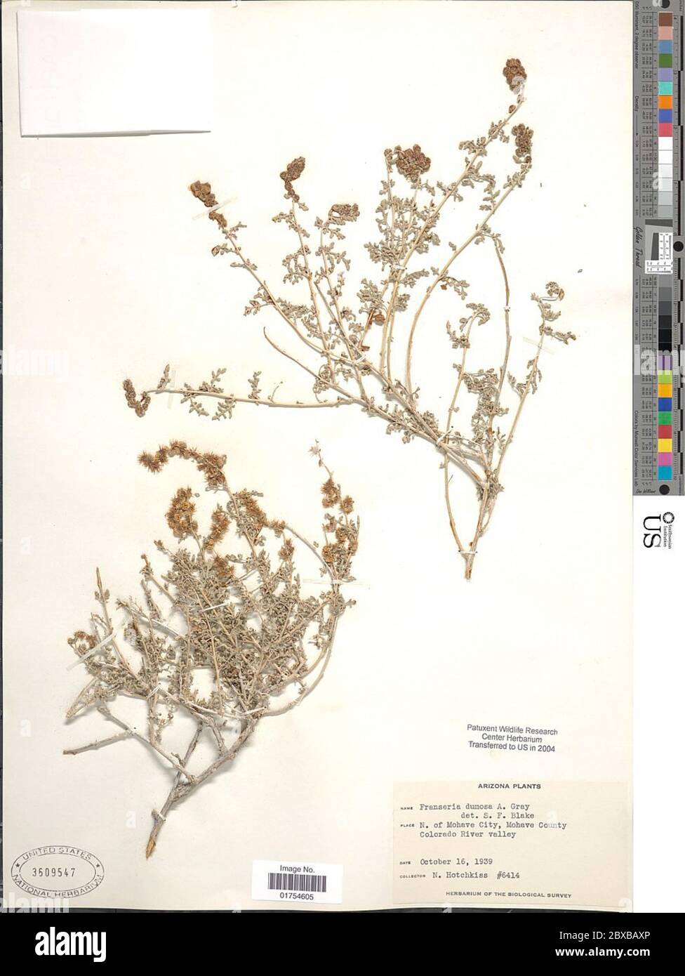 Franseria dumosa A Gray Franseria dumosa A Gray Stock Photo - Alamy