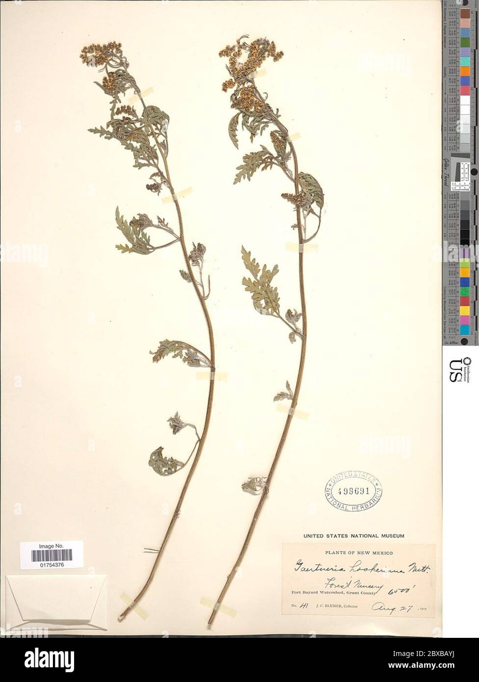 Franseria acanthicarpa Coville Franseria acanthicarpa Coville Stock ...