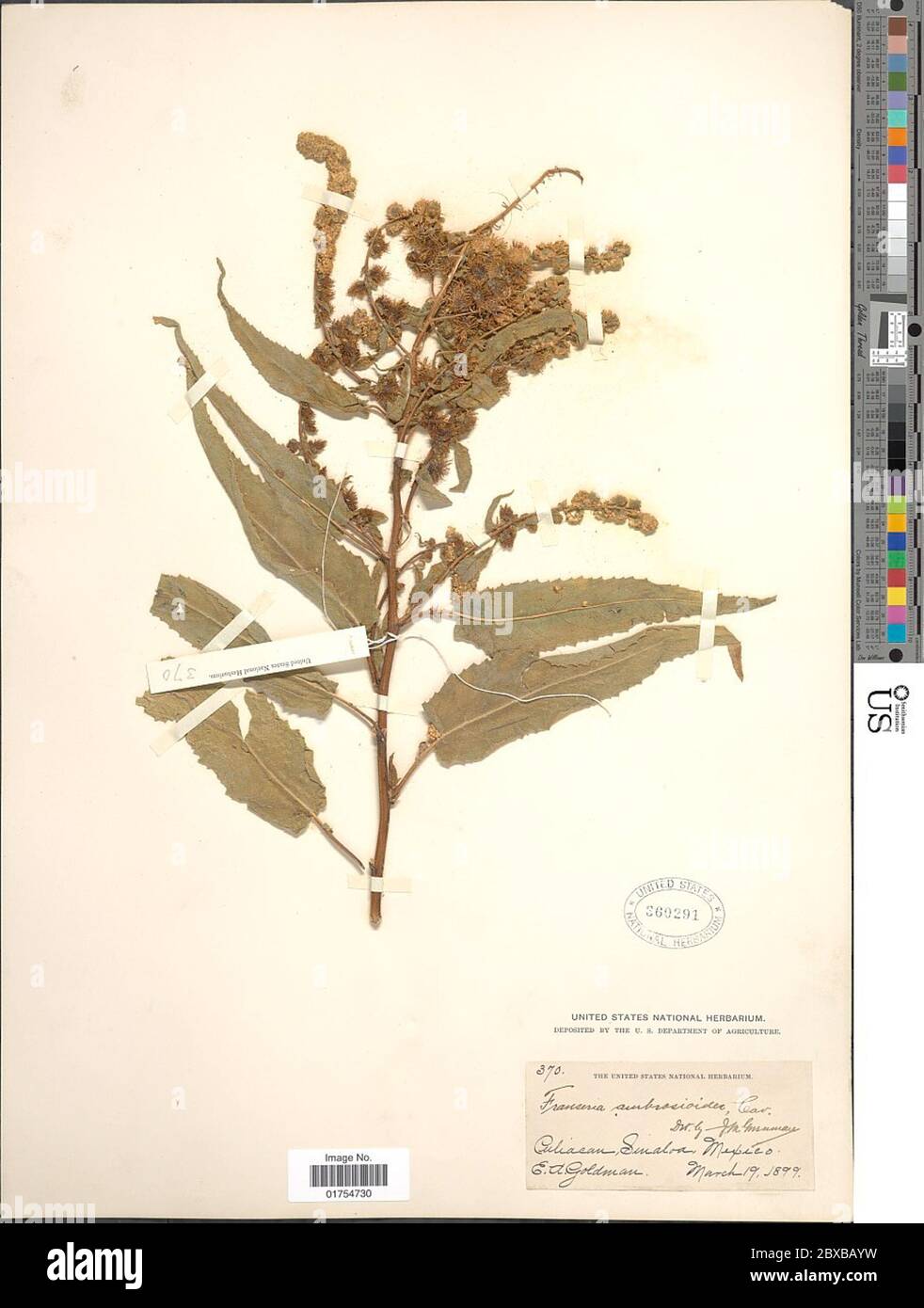 Ambrosioides hi-res stock photography and images - Alamy