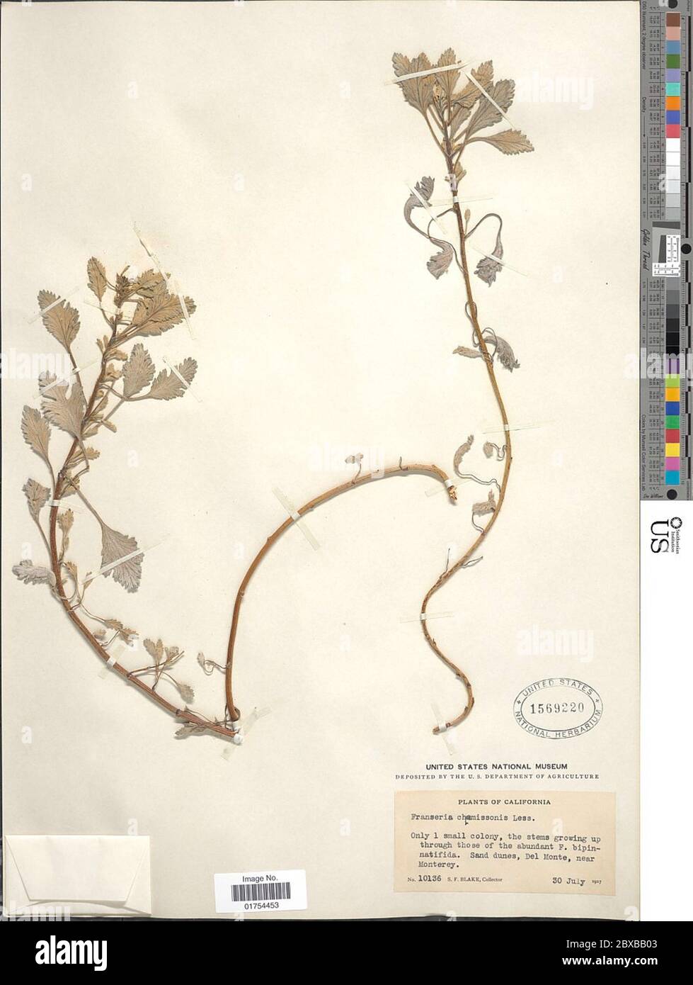 Franseria chamissonis Less Franseria chamissonis Less Stock Photo - Alamy