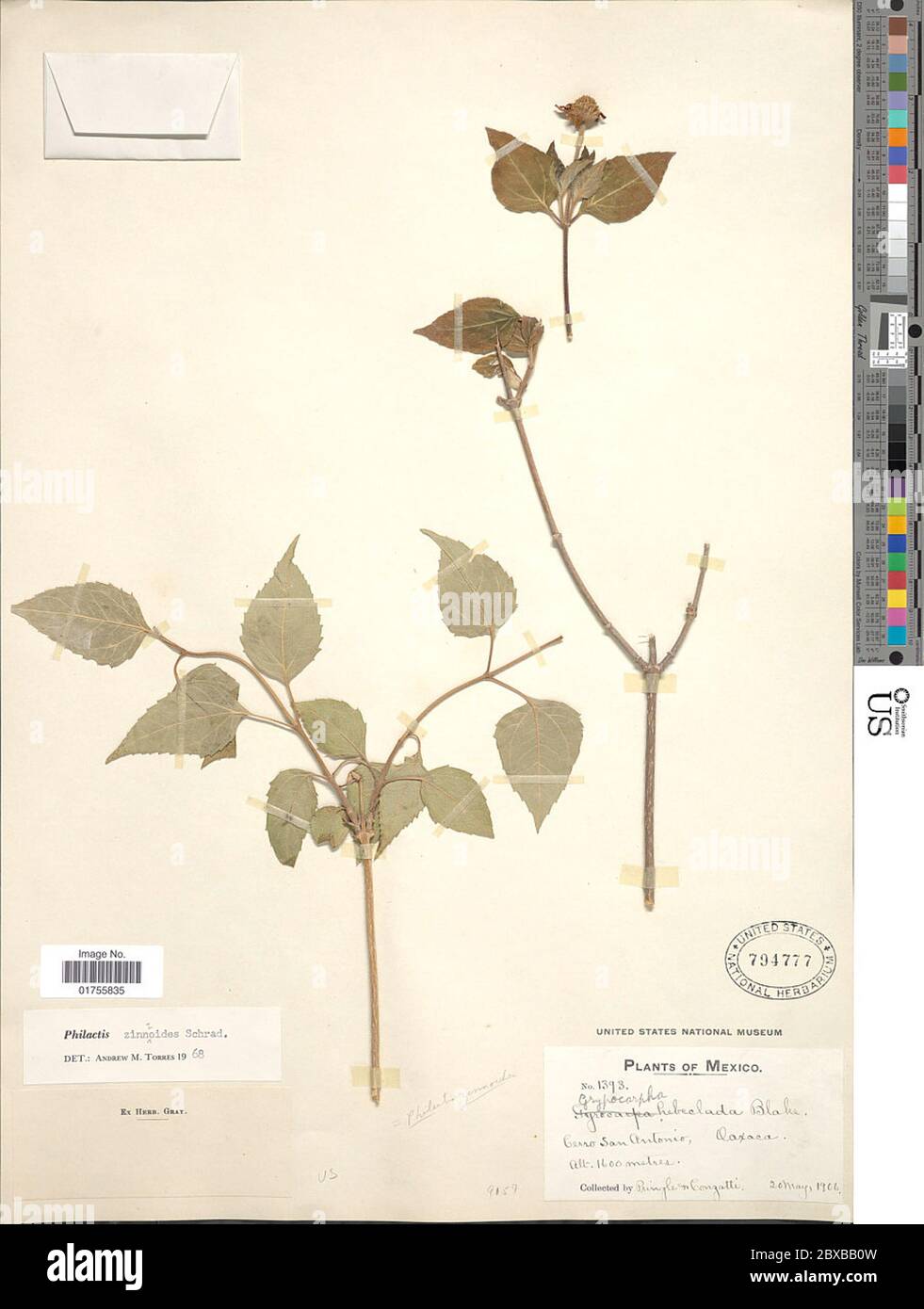 Philactis zinnioides Schrad Philactis zinnioides Schrad Stock Photo - Alamy