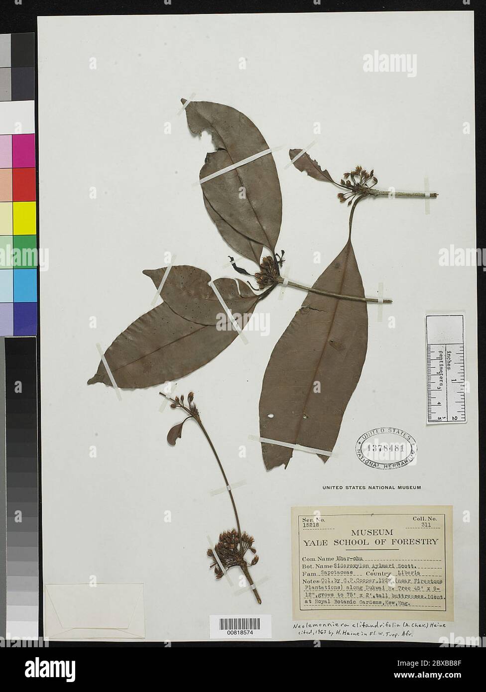 Neolemonniera clitrandrifolia A Chev Heine Neolemonniera ...