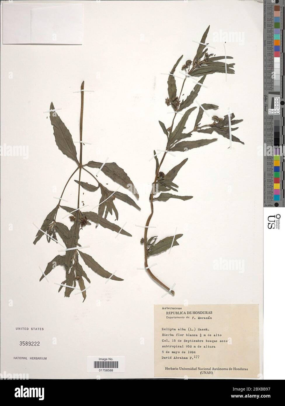 Eclipta alba L Hassk Eclipta alba L Hassk Stock Photo - Alamy