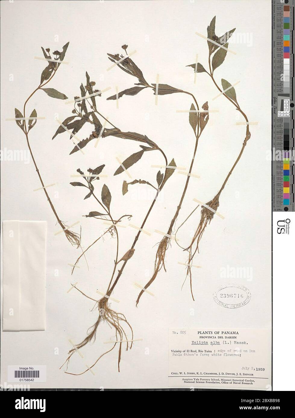 Eclipta alba L Hassk Eclipta alba L Hassk Stock Photo - Alamy