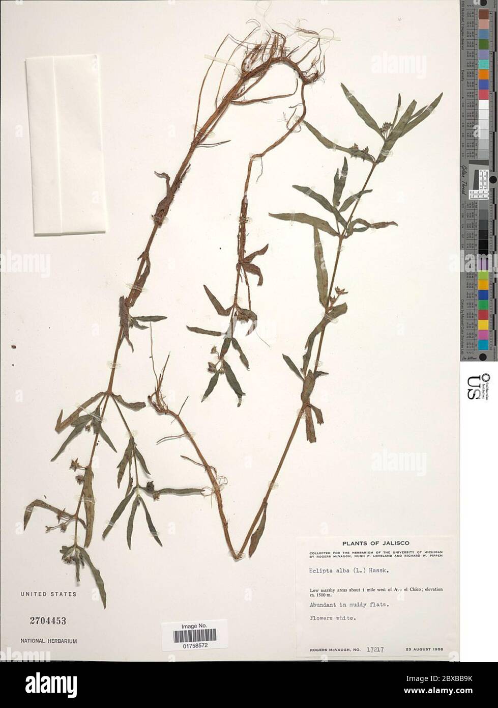 Eclipta alba L Hassk Eclipta alba L Hassk Stock Photo - Alamy