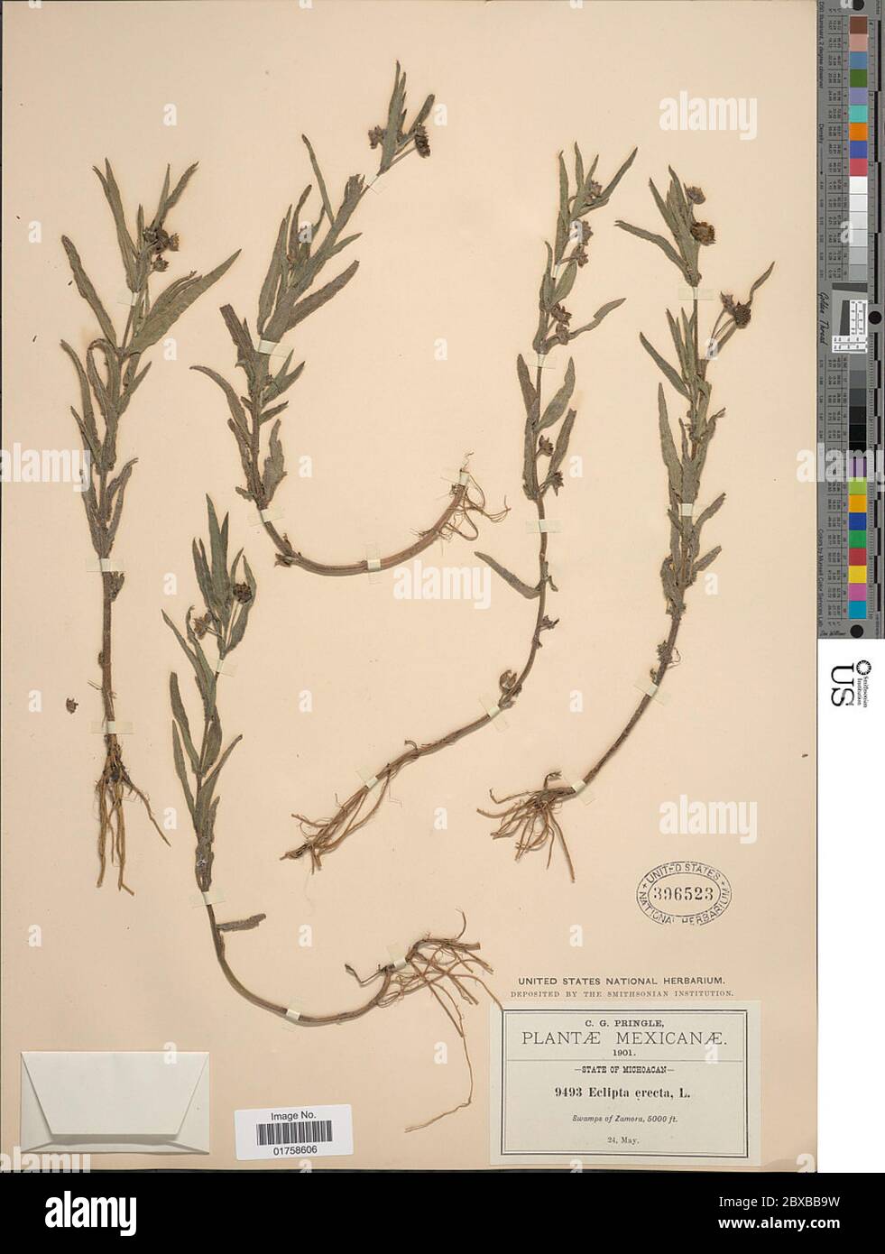 Eclipta hi-res stock photography and images - Alamy