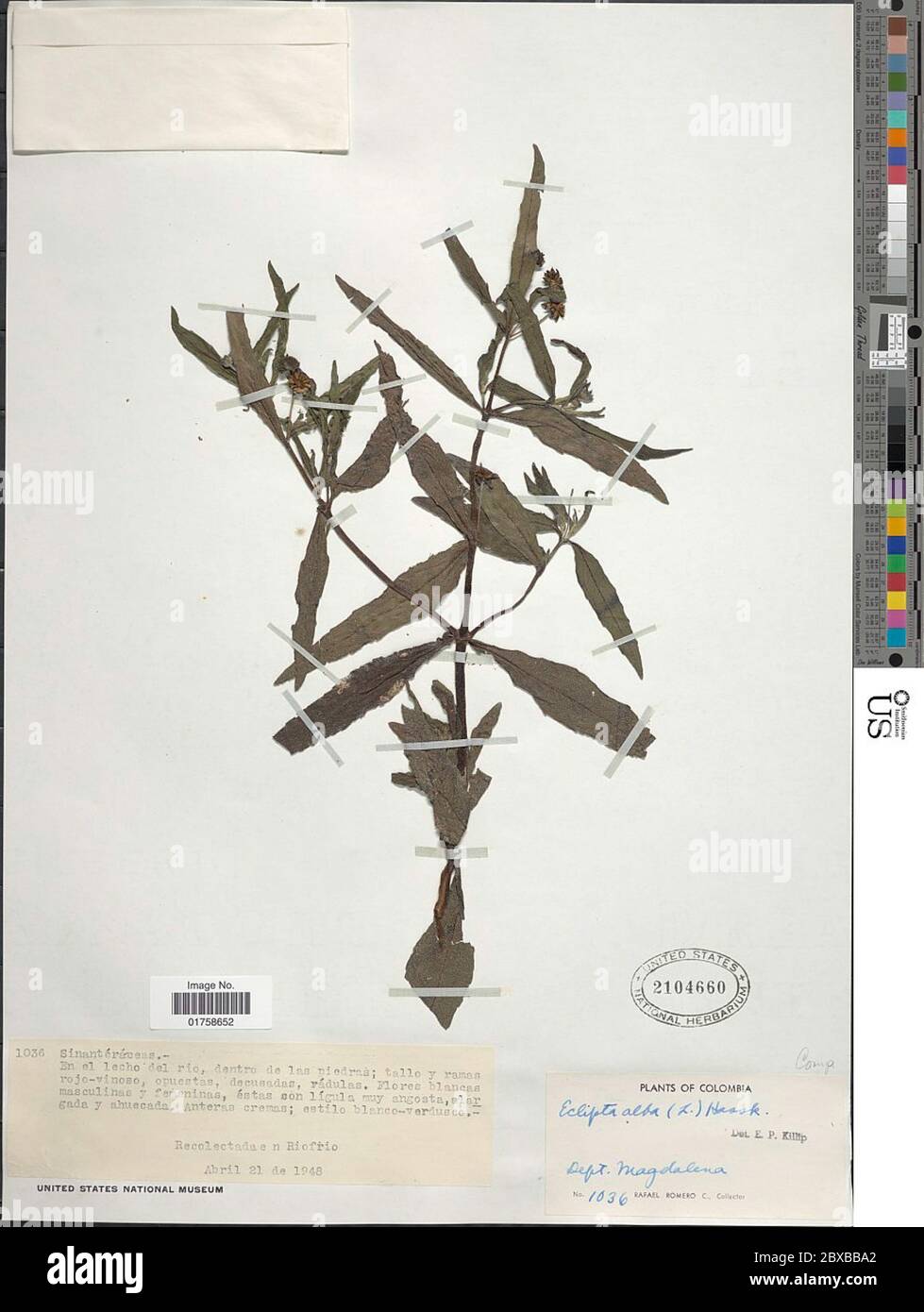 Eclipta alba L Hassk Eclipta alba L Hassk Stock Photo - Alamy