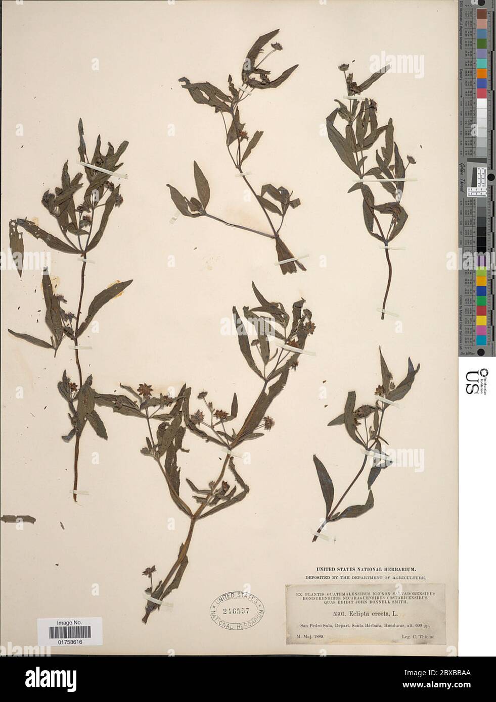 éclipta hi-res stock photography and images - Alamy