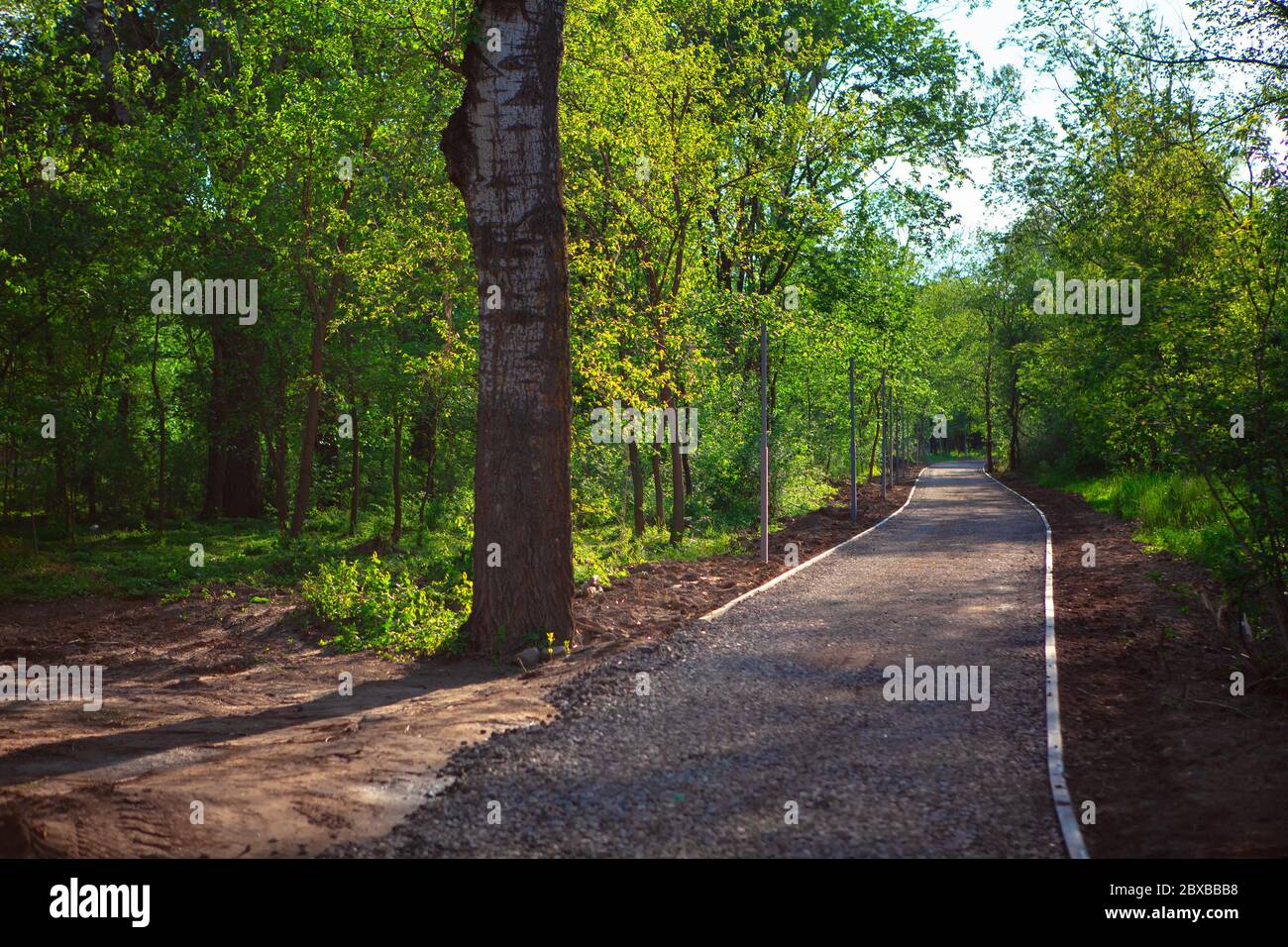 new footpath between green trees Stock Photo - Alamy