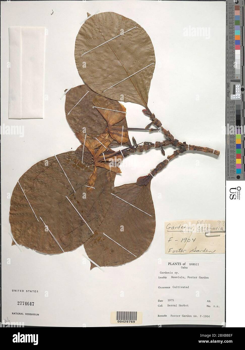 Gardenia coronaria BuchHam Gardenia coronaria BuchHam Stock Photo - Alamy