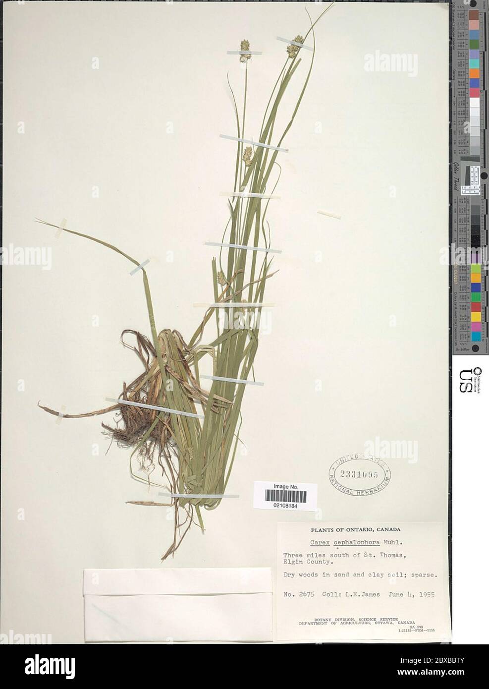 Cephalophora hi-res stock photography and images - Alamy