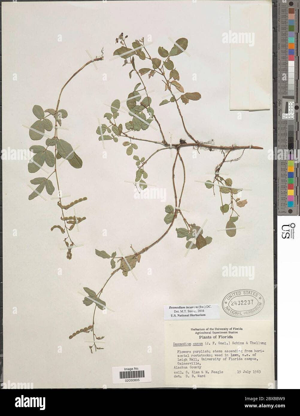 Desmodium incanum hi-res stock photography and images - Alamy